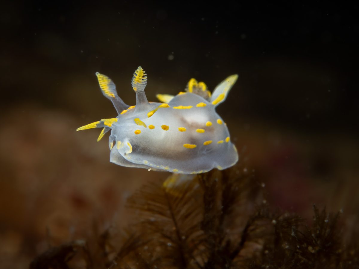 5 Top Tips for Underwater Photography in Murky Water - Nature TTL