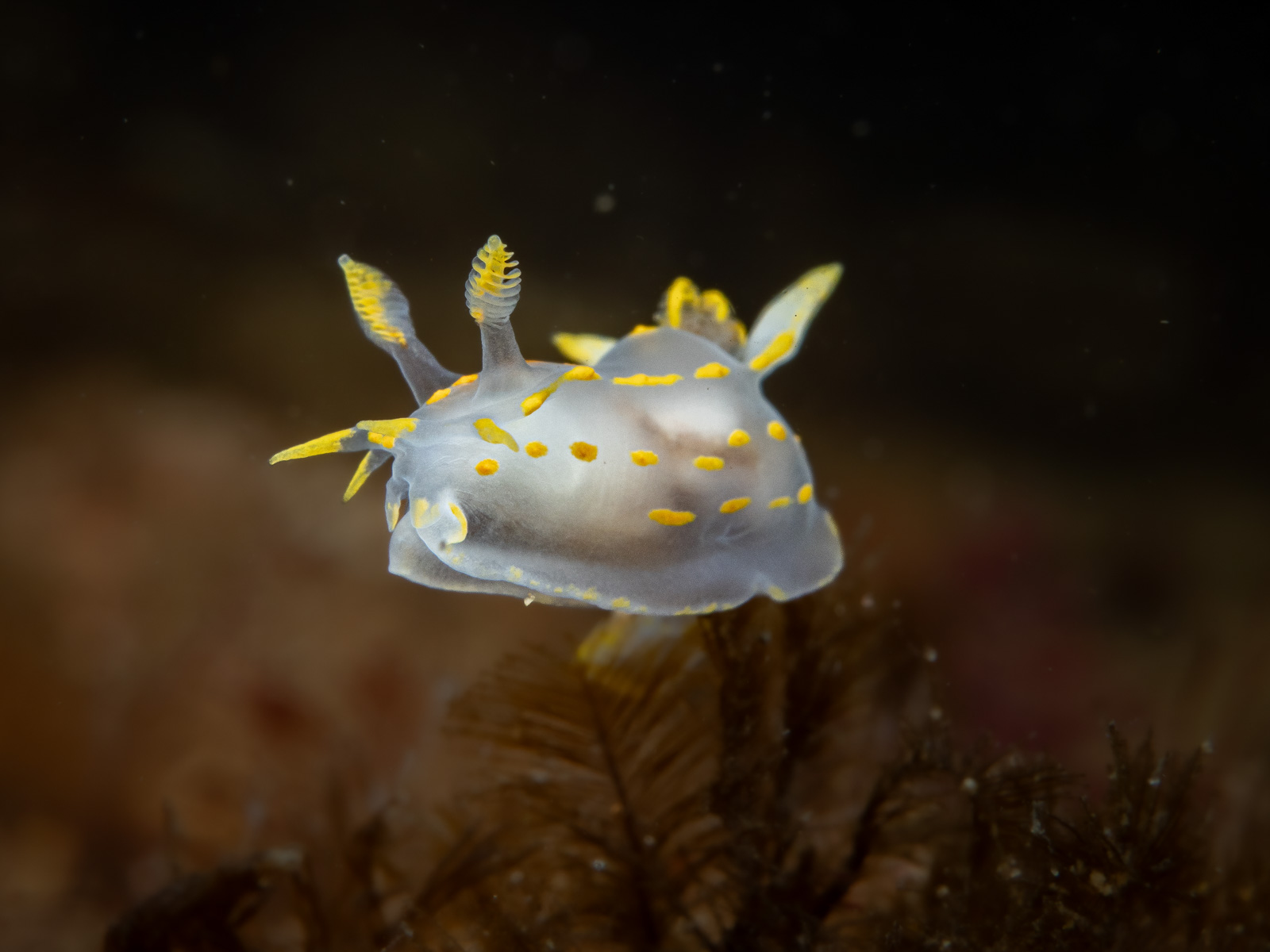 5 Top Tips for Underwater Photography in Murky Water - Nature TTL