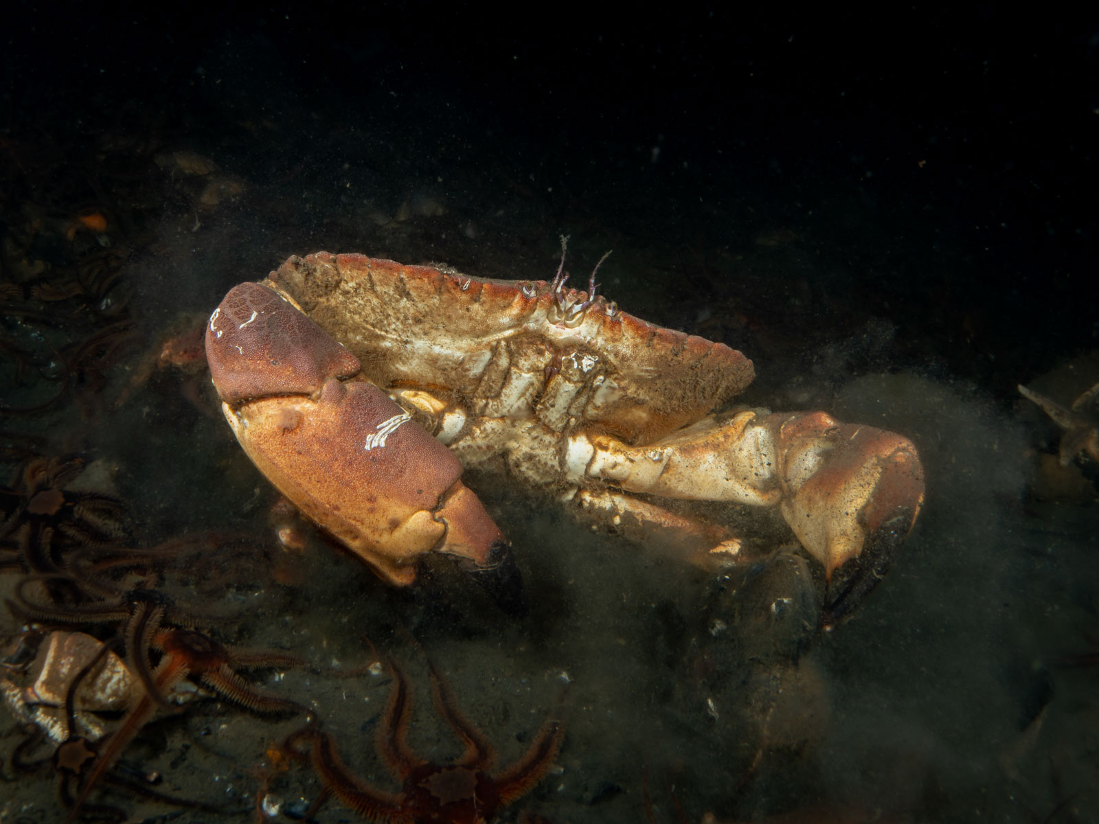 5 Top Tips for Underwater Photography in Murky Water - Nature TTL