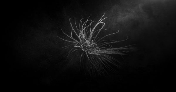 5 Top Tips for Underwater Photography in Murky Water - Nature TTL