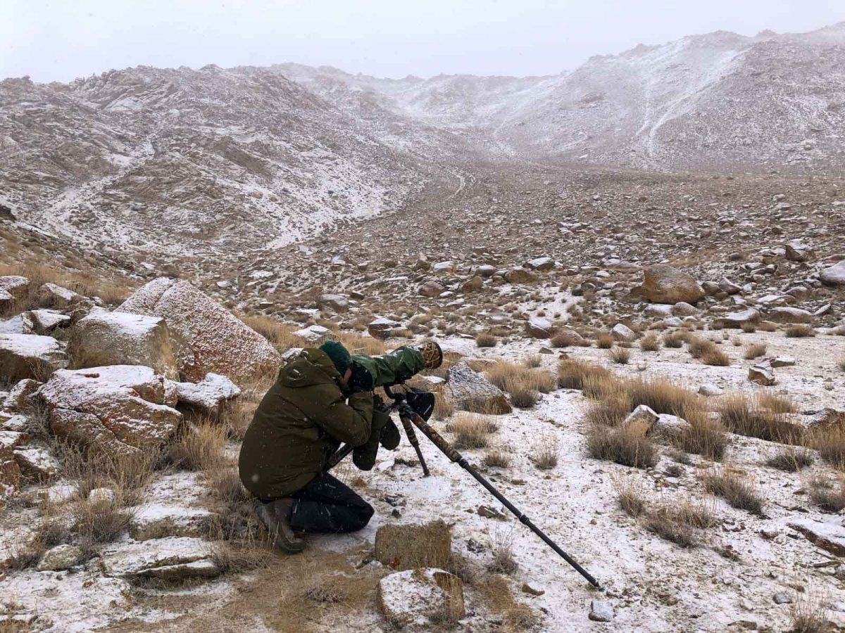 Snow Leopard Photography: How and Where to Photograph Snow Leopards ...