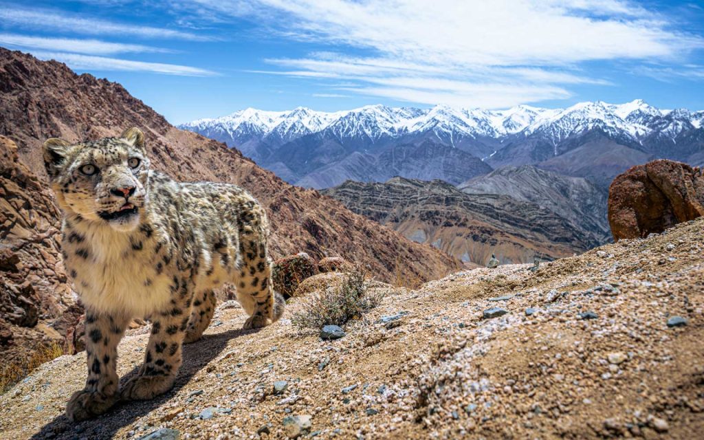 Snow Leopard Photography: How and Where to Photograph Snow Leopards ...