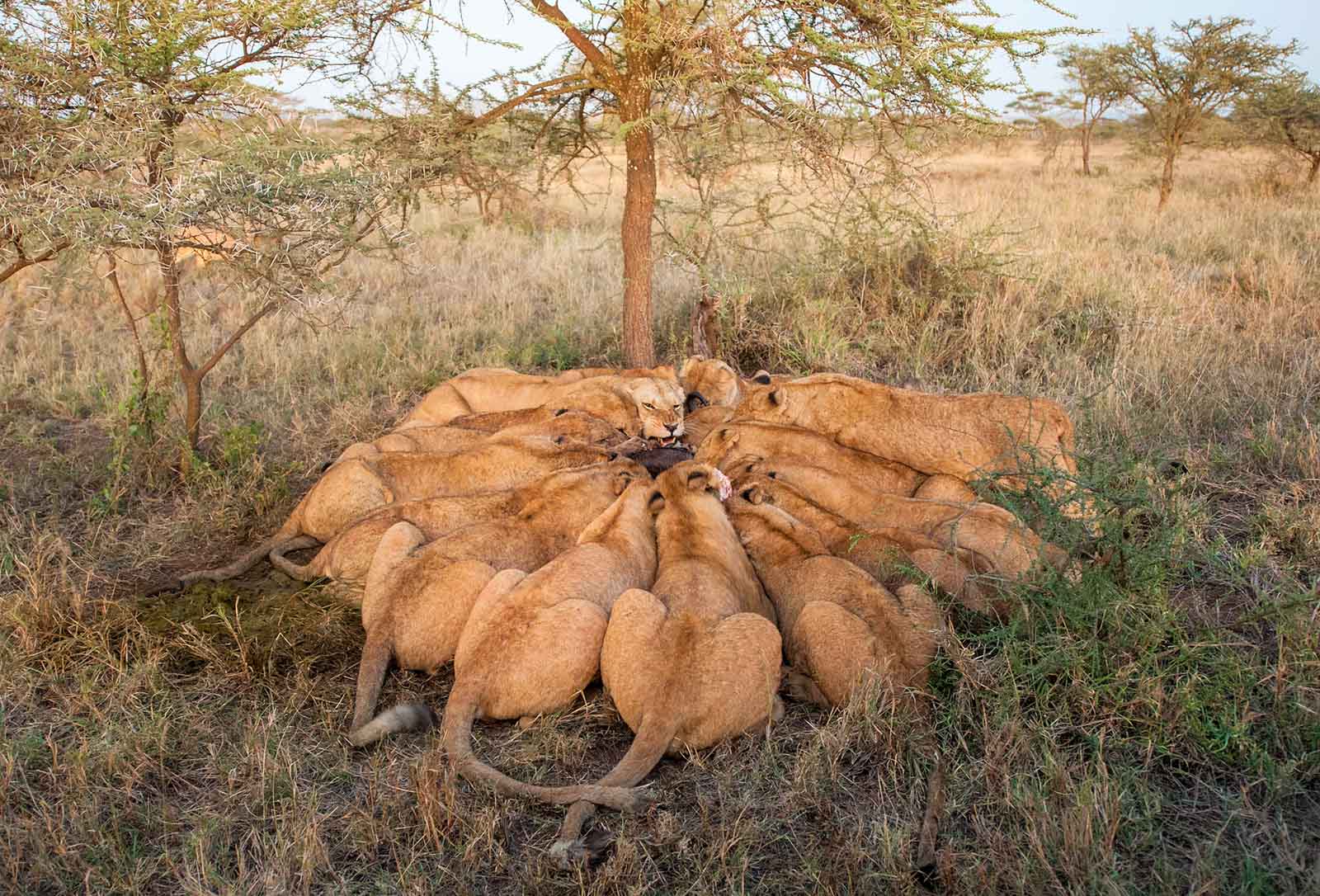 Unique Photographs Offer Insights Into the Secret Lives of Serengeti Lions - Nature TTL