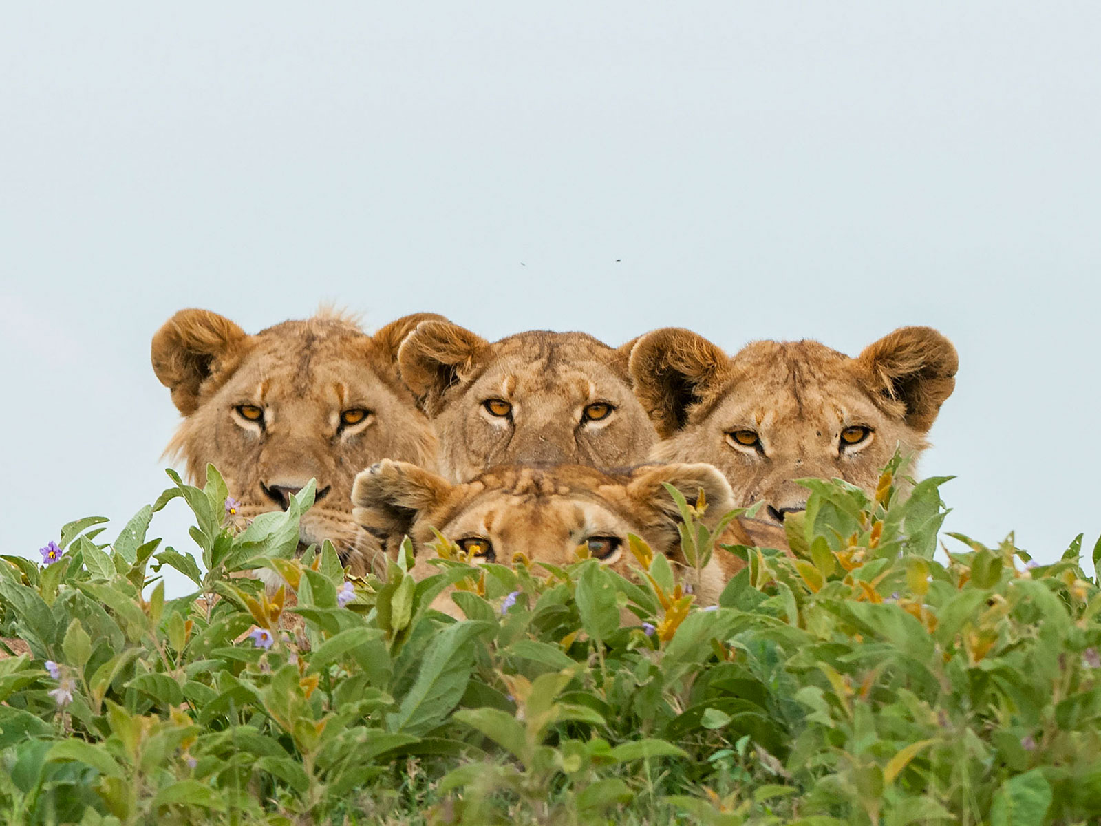 Unique Photographs Offer Insights Into the Secret Lives of Serengeti Lions - Nature TTL
