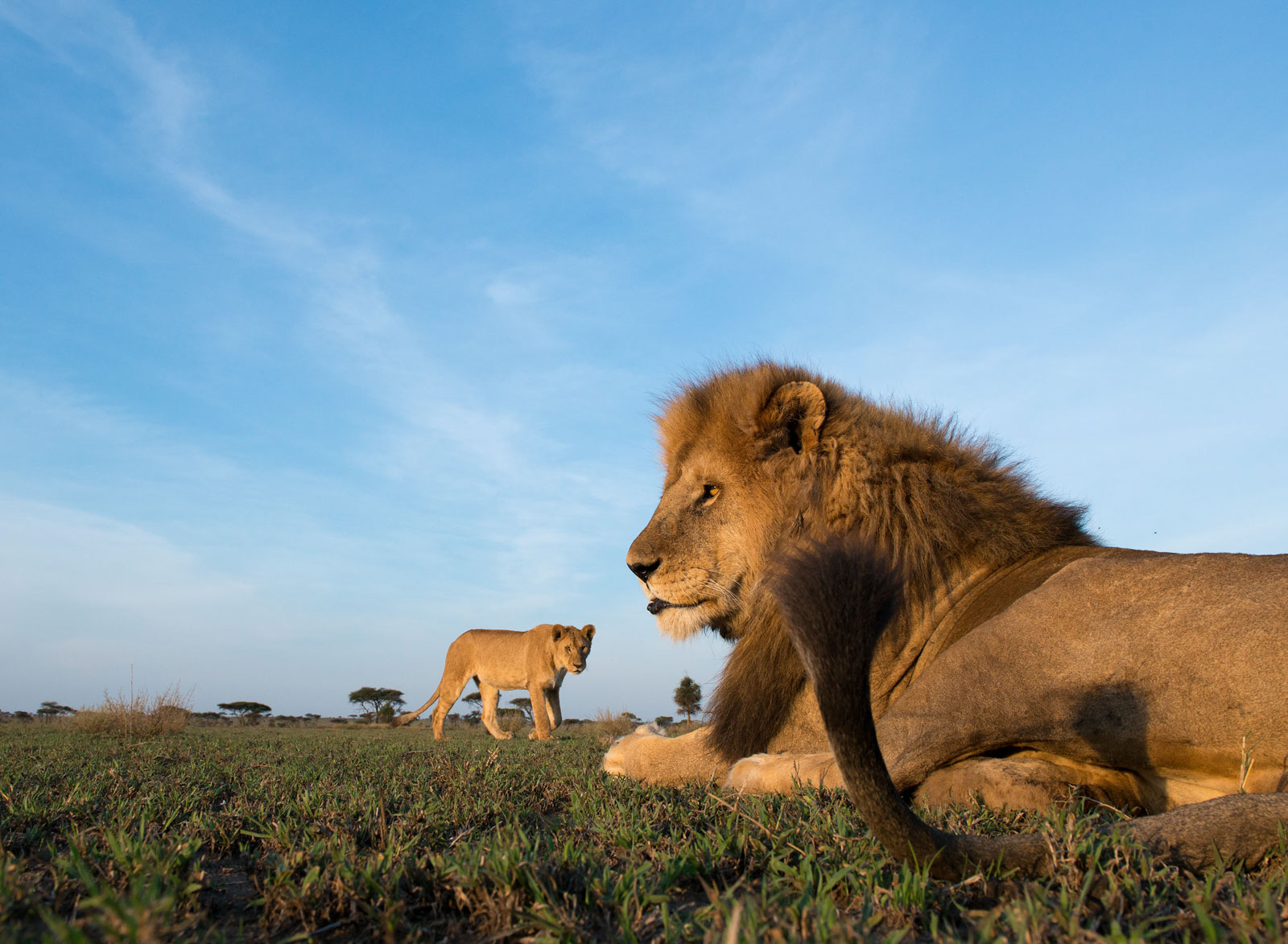 Unique Photographs Offer Insights Into the Secret Lives of Serengeti Lions - Nature TTL