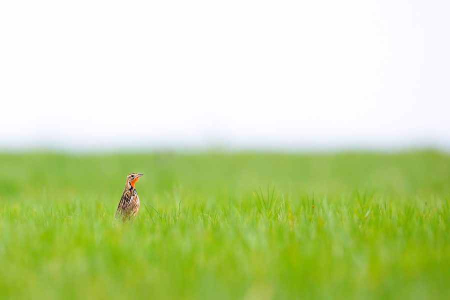 An Introduction to the Power of Colour Photography - Nature TTL