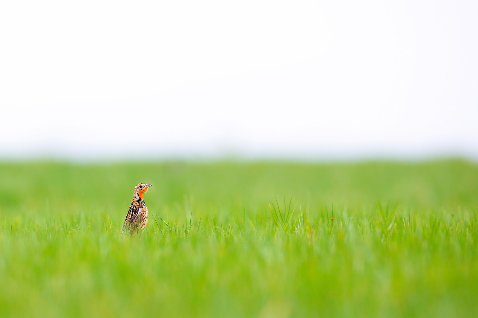 An Introduction to the Power of Colour Photography - Nature TTL