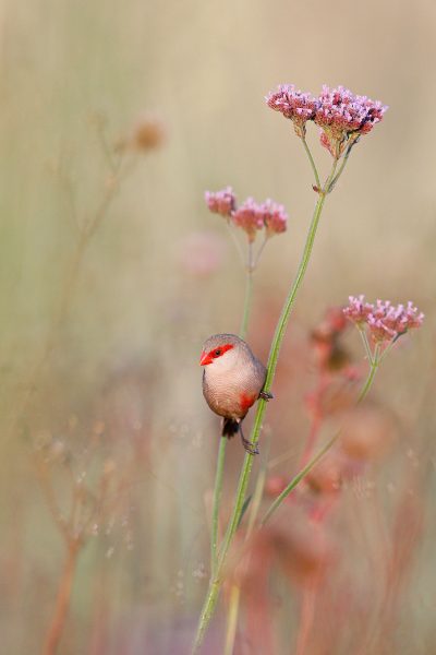 An Introduction to the Power of Colour Photography - Nature TTL