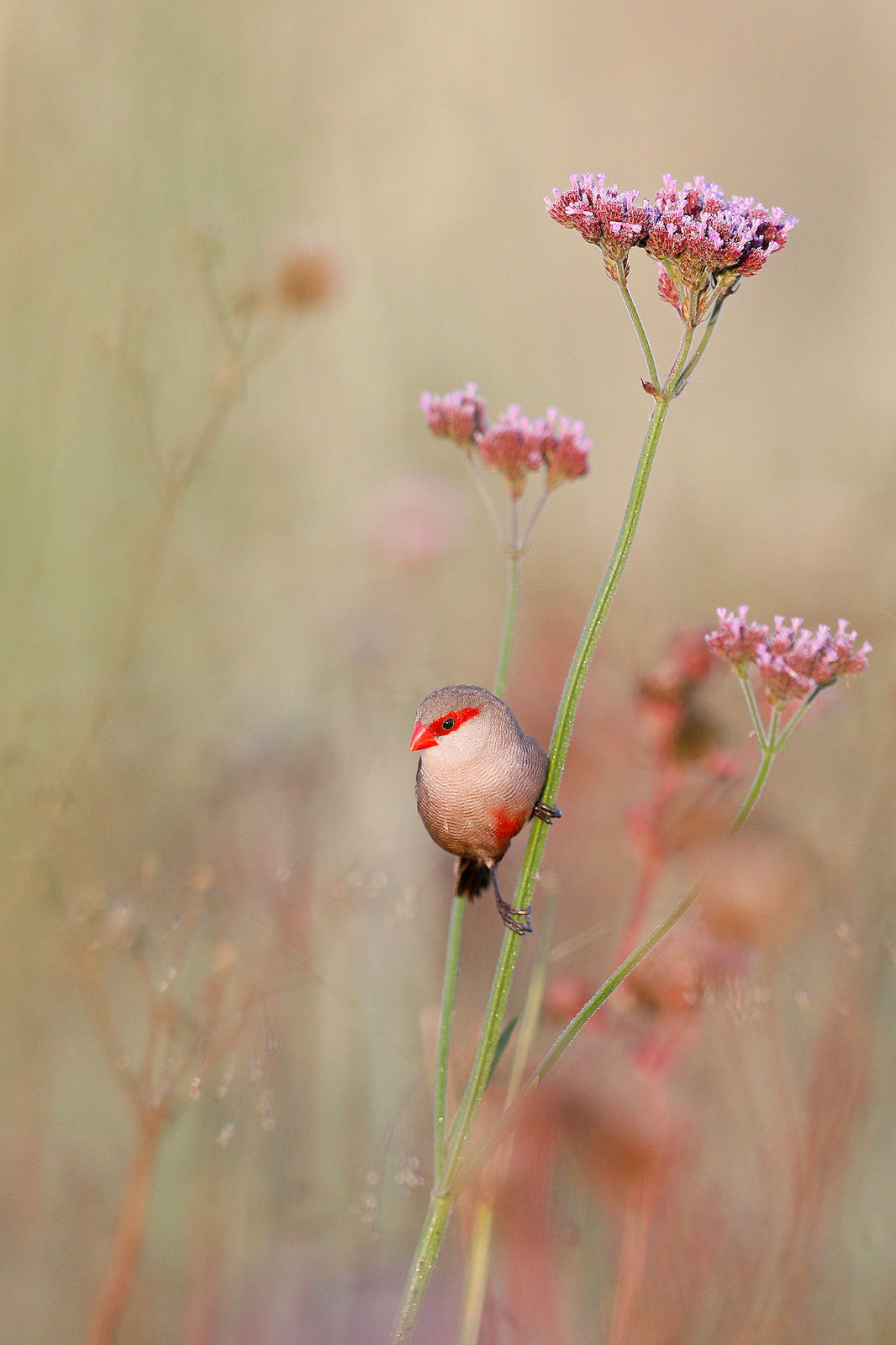 An Introduction to the Power of Colour Photography - Nature TTL