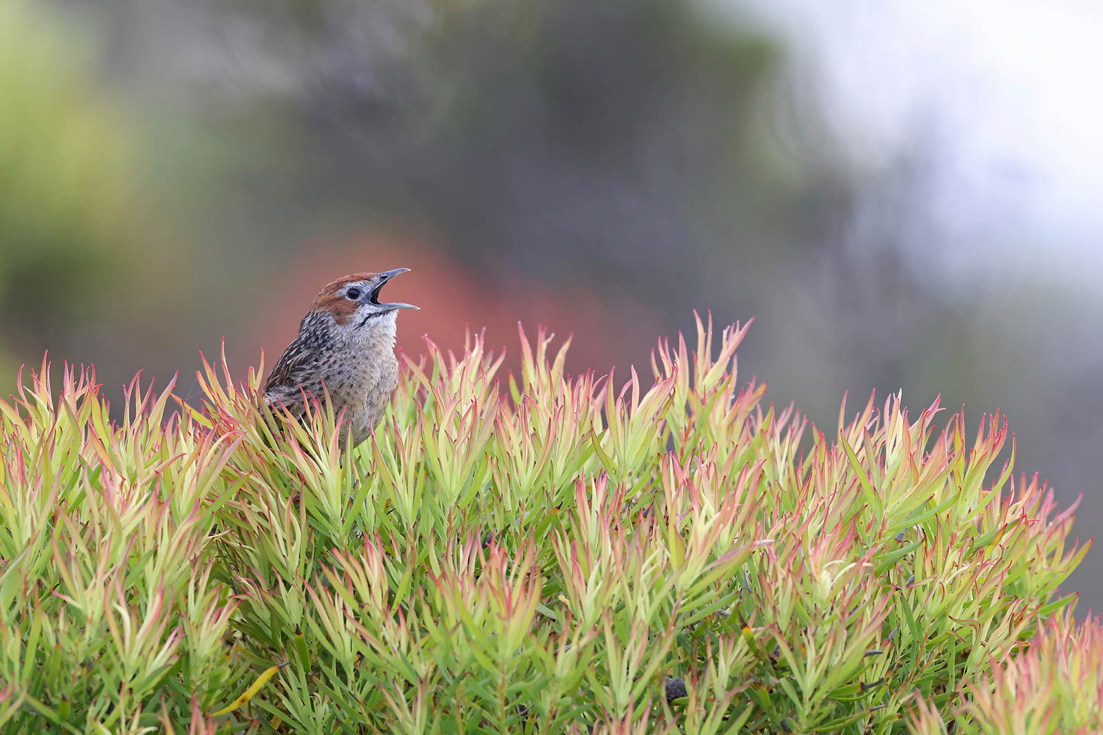 An Introduction to the Power of Colour Photography - Nature TTL