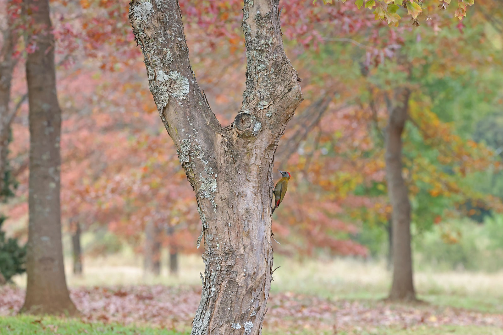 An Introduction to the Power of Colour Photography - Nature TTL