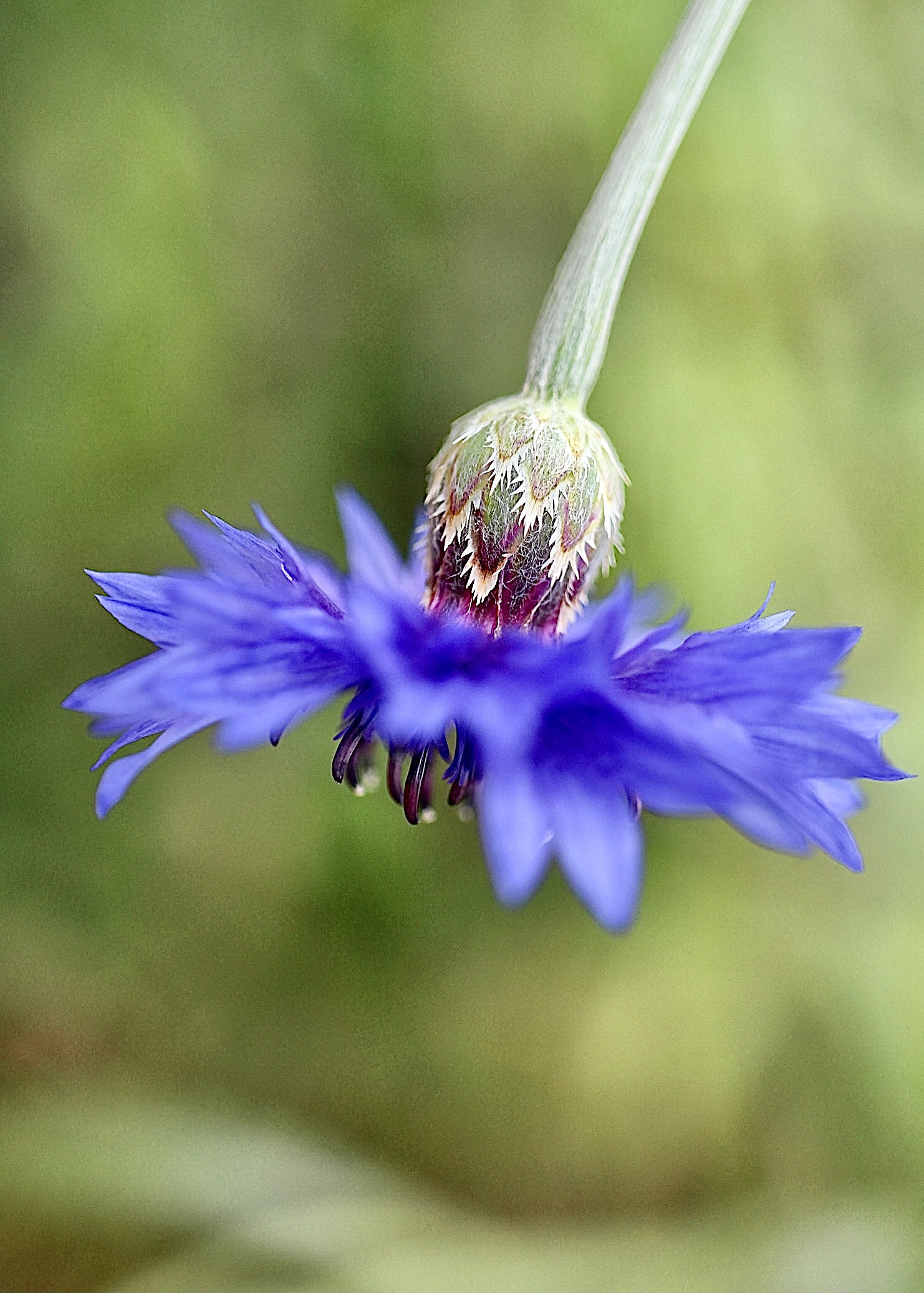 Weekly Photography Assignment: Garden Nature - Nature TTL