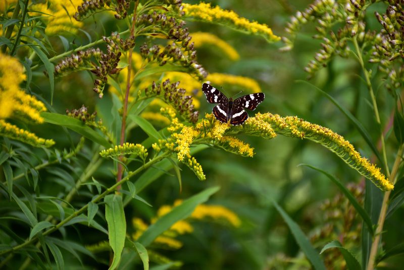 Weekly Photography Assignment: Garden Nature - Nature TTL