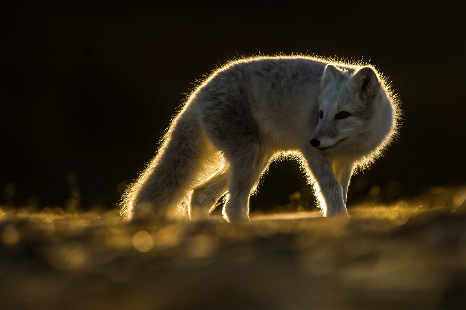 10 Years in the Making - Photographing the Endangered Arctic Foxes of ...