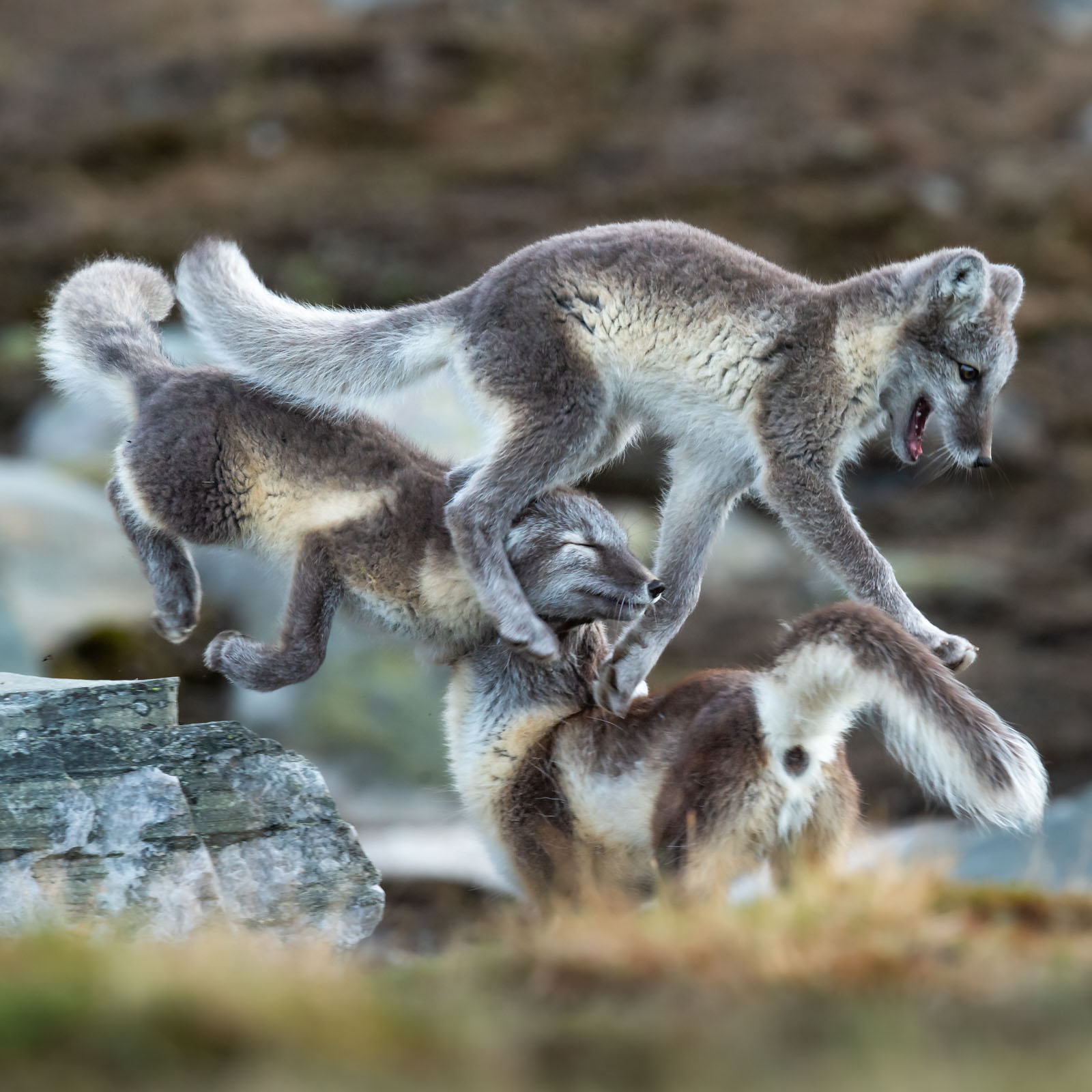 10 Years in the Making - Photographing the Endangered Arctic Foxes of ...