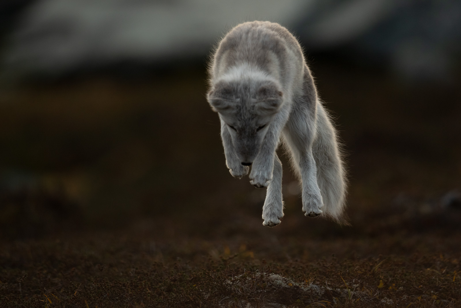 10 Years in the Making - Photographing the Endangered Arctic Foxes of ...
