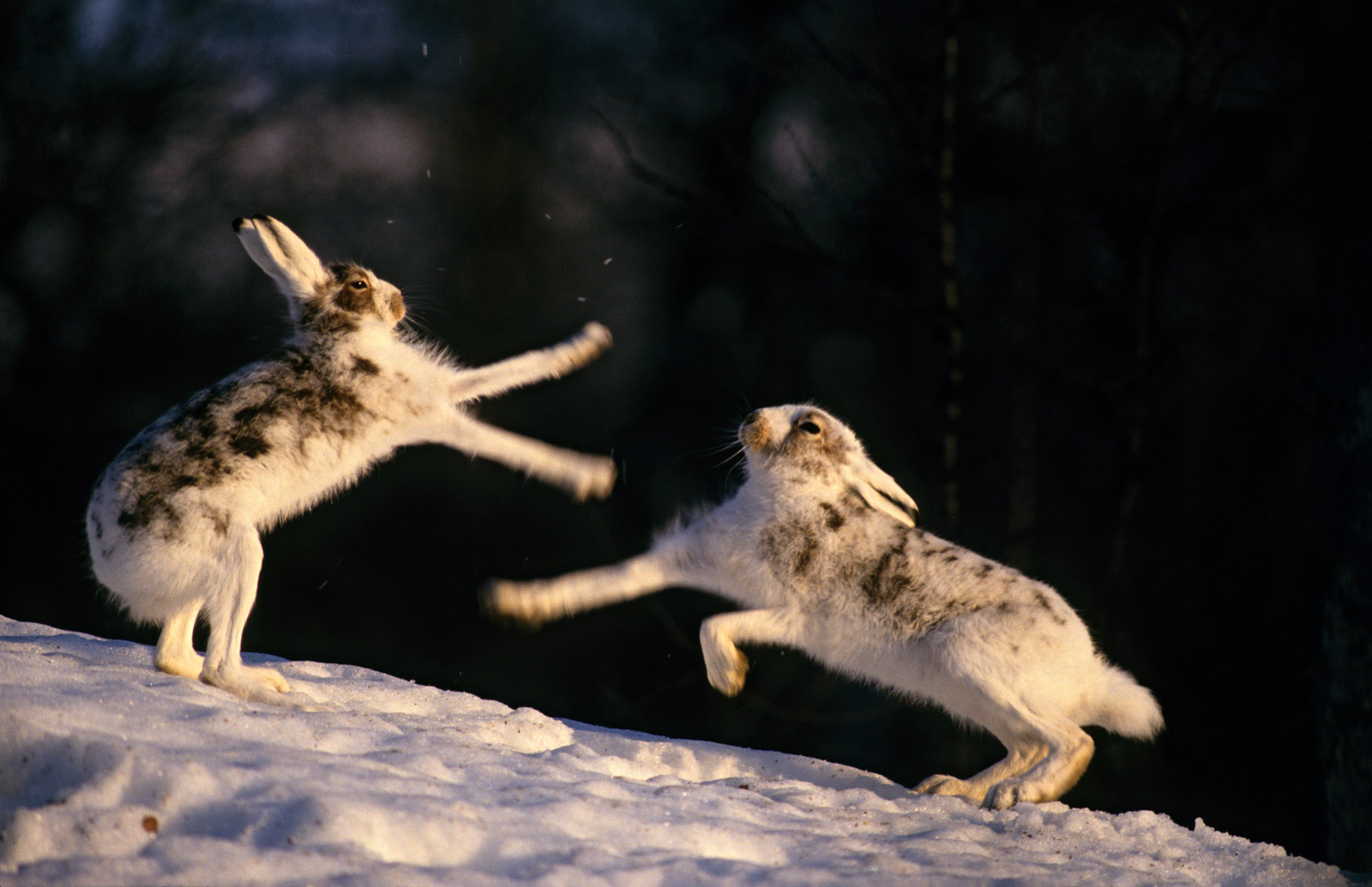 Erlend Haarberg: From Amateur to Professional - Nature TTL