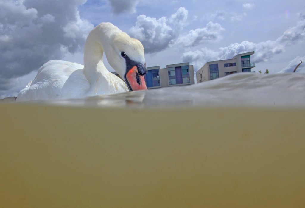 7 Project Ideas for Urban Wildlife Photography - Nature TTL