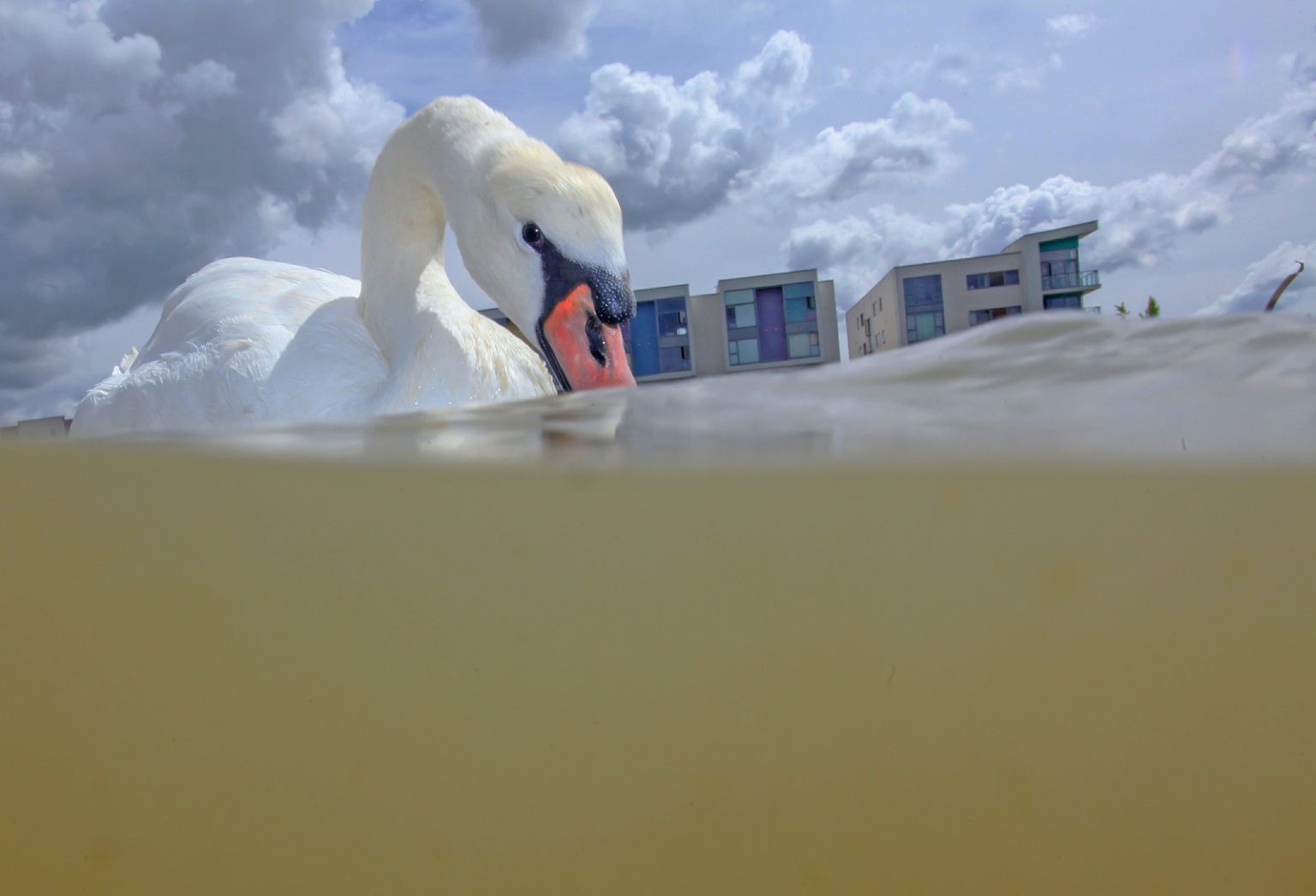 7 Project Ideas for Urban Wildlife Photography - Nature TTL