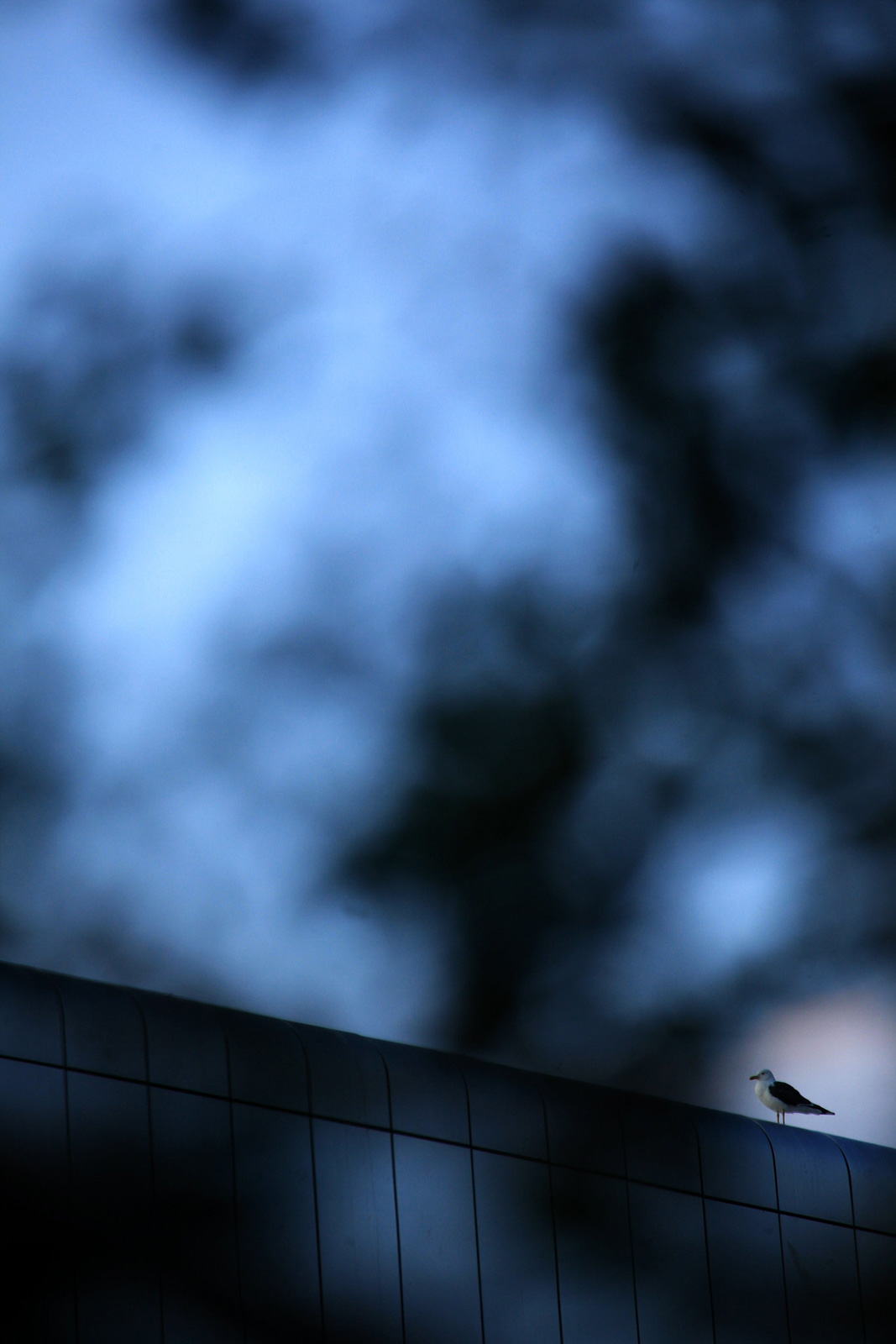 7 Project Ideas for Urban Wildlife Photography - Nature TTL