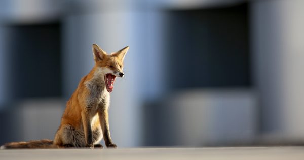 7 Project Ideas for Urban Wildlife Photography - Nature TTL