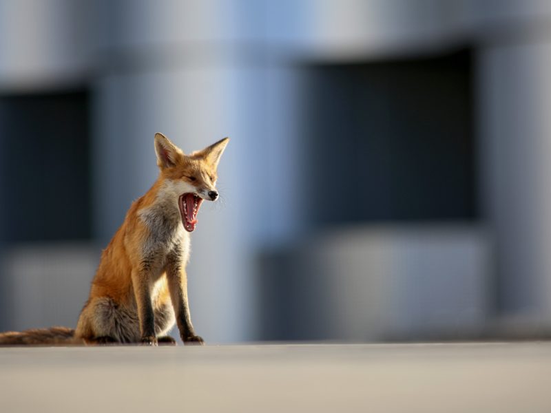 Live Wildlife Cameras You Can Watch During Lockdown - Nature TTL