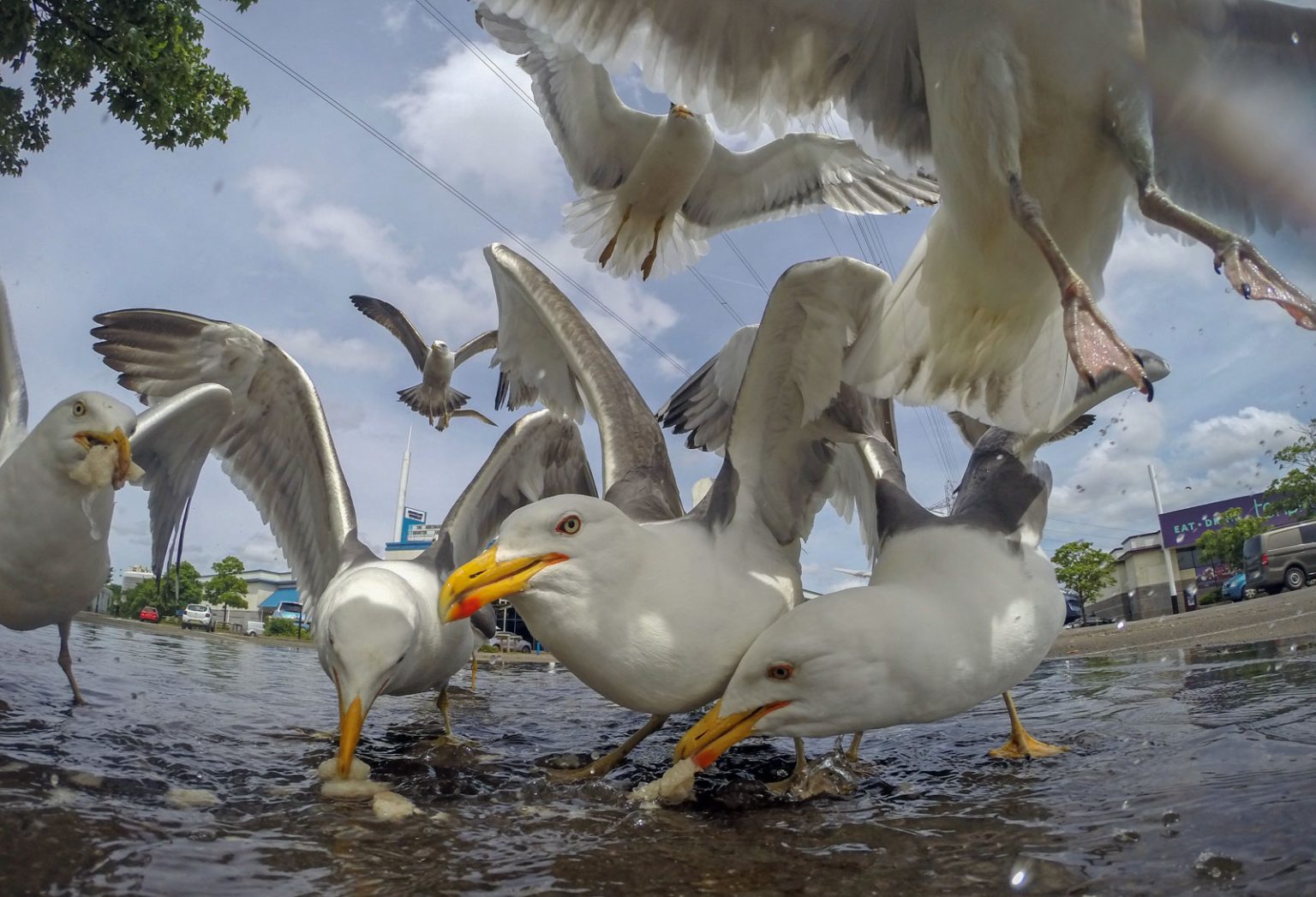 7 Project Ideas for Urban Wildlife Photography - Nature TTL