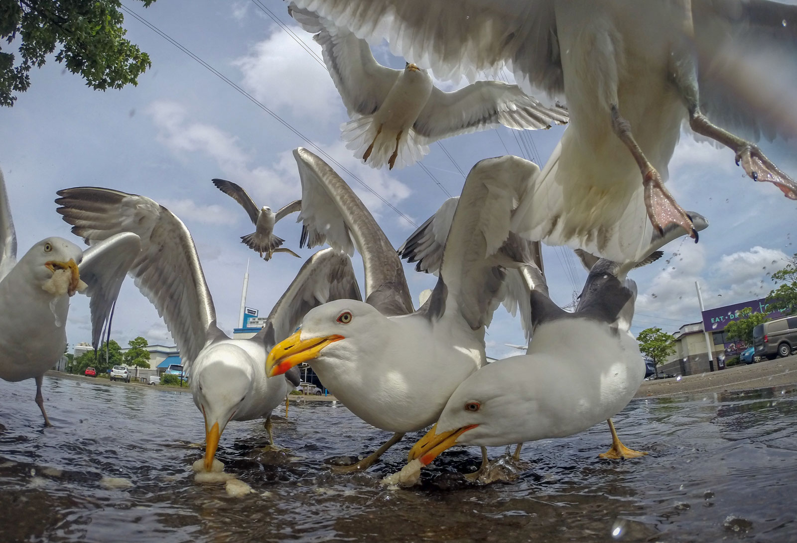 7 Project Ideas for Urban Wildlife Photography - Nature TTL
