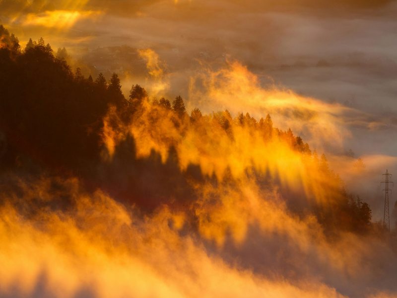 Live Wildlife Cameras You Can Watch During Lockdown - Nature TTL