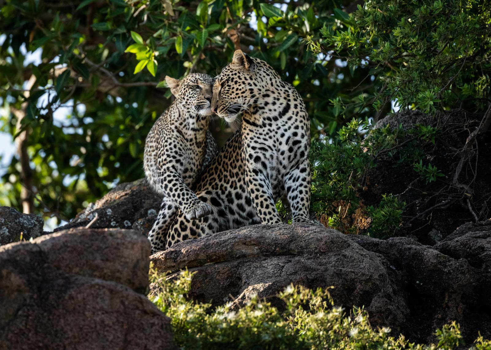 Safari Photography: How to Photograph Big Cats - Nature TTL