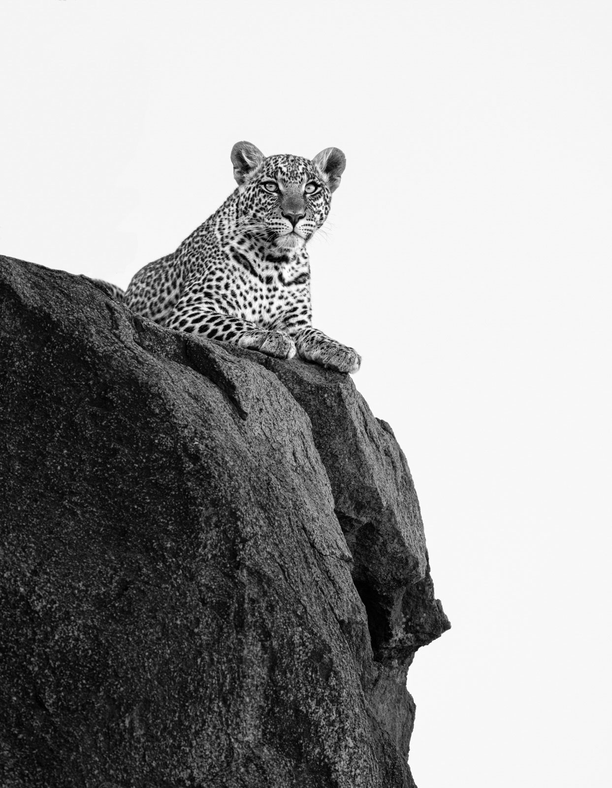 Safari Photography: How to Photograph Big Cats - Nature TTL
