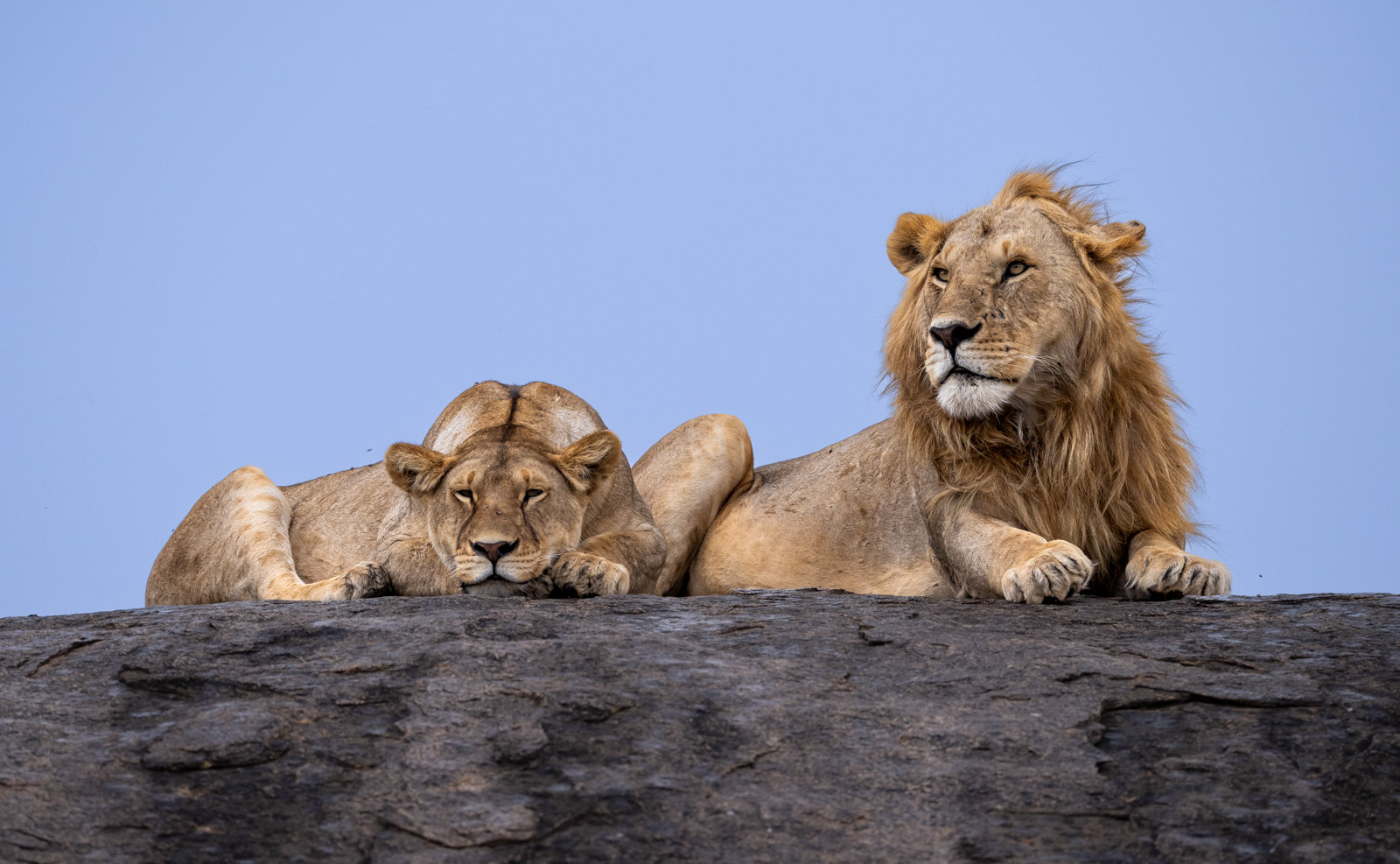 Safari Photography: How to Photograph Big Cats - Nature TTL
