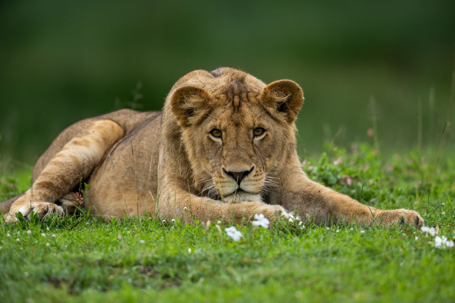 Safari Photography: How to Photograph Big Cats - Nature TTL