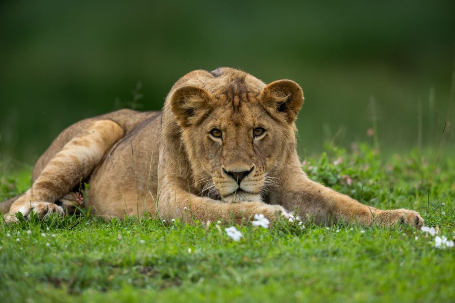 Safari Photography: How to Photograph Big Cats - Nature TTL