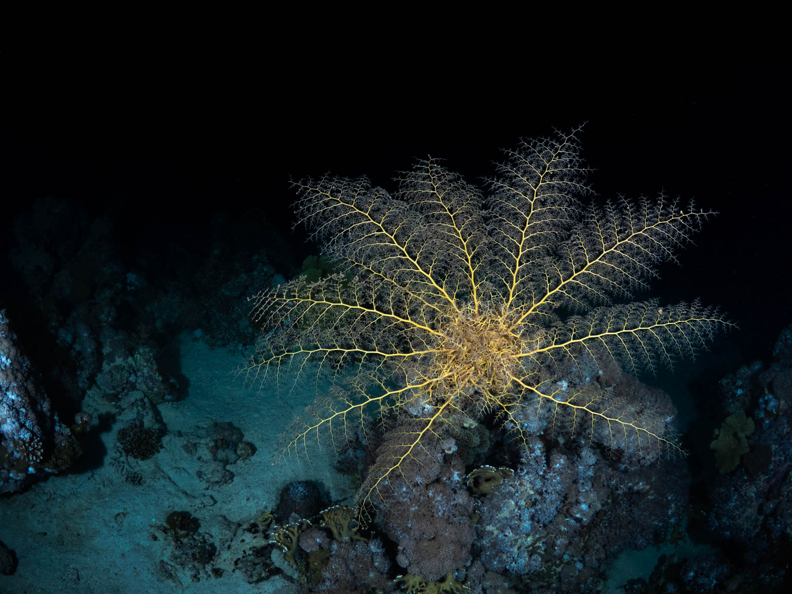 An Underwater Photographer's Guide to Colour Photography - Nature TTL