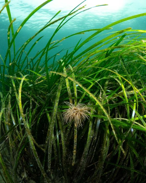 An Underwater Photographer's Guide to Colour Photography - Nature TTL