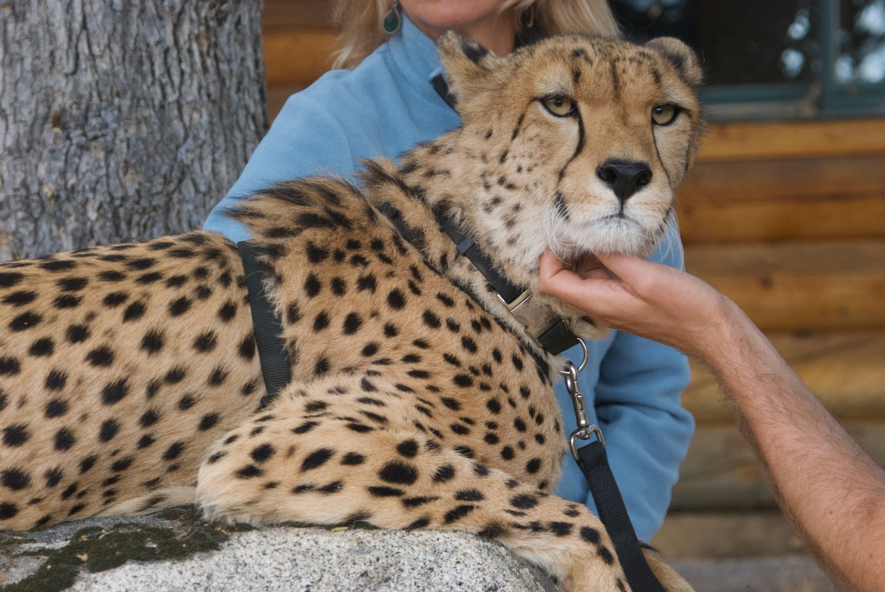 Wildlife for Hire: The Controversial Practice of Game Farm Photography ...