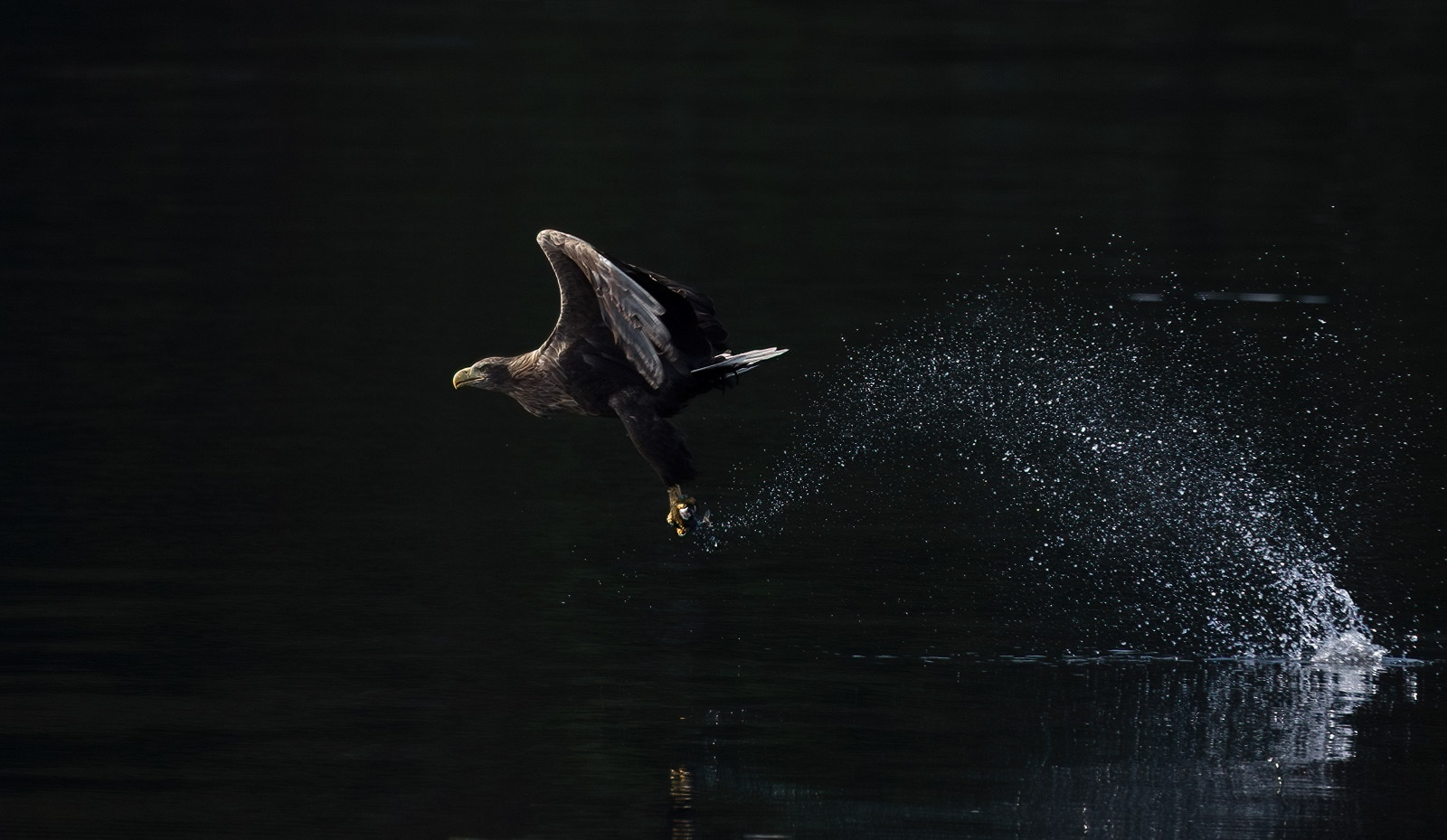 Isle of Mull Wildlife Photography Guide - Nature TTL