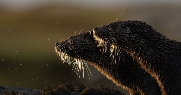 Isle of Mull Wildlife Photography Guide - Nature TTL