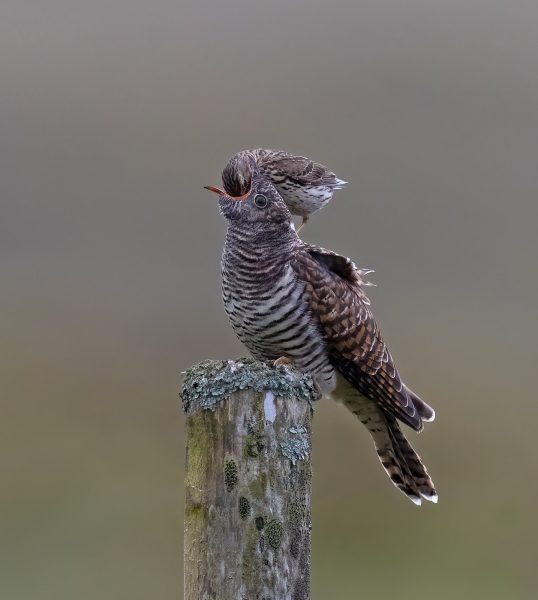 Isle of Mull Wildlife Photography Guide - Nature TTL