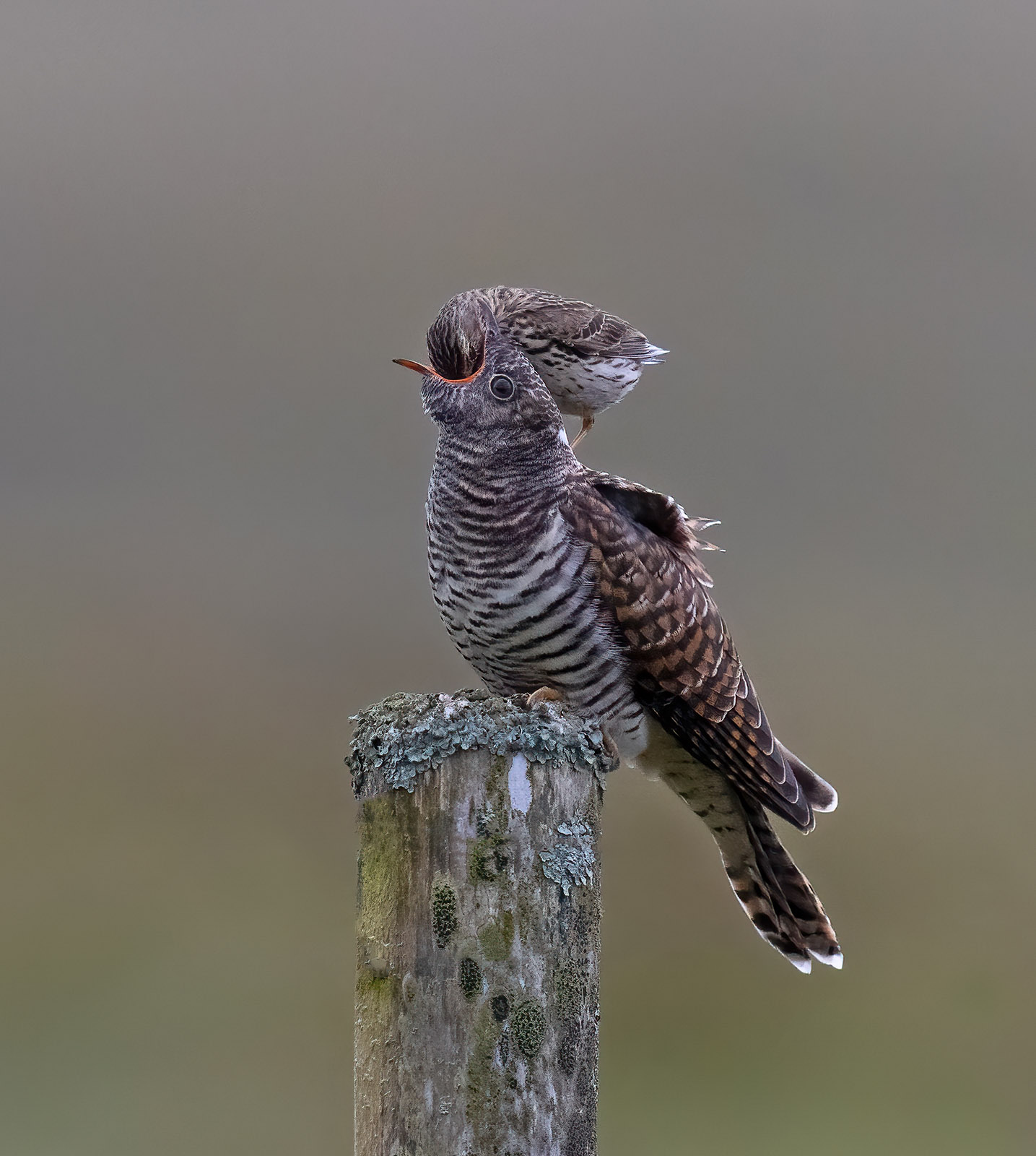 Isle of Mull Wildlife Photography Guide - Nature TTL