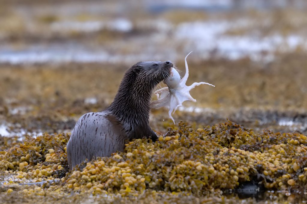 Isle of Mull Wildlife Photography Guide - Nature TTL