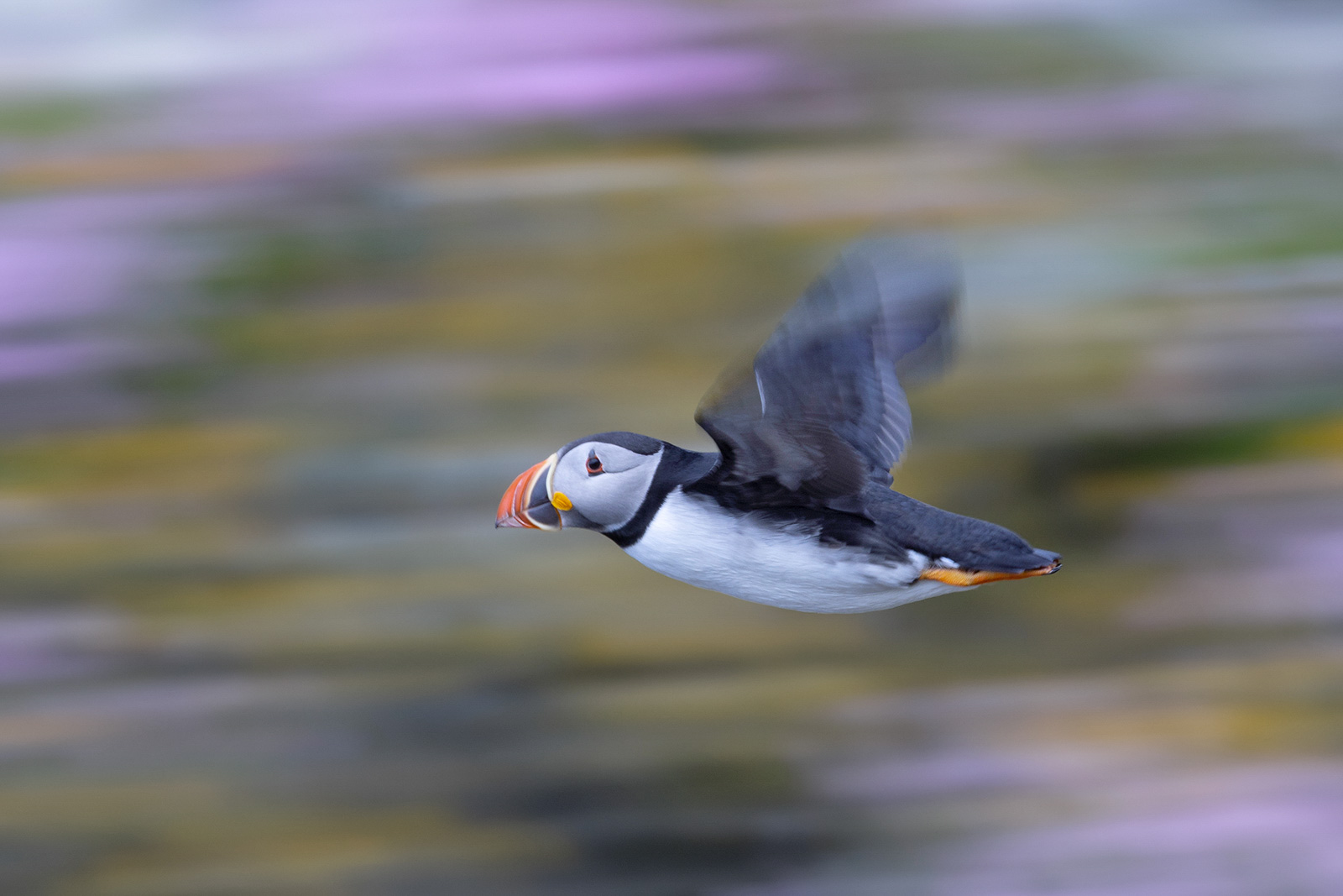 Isle of Mull Wildlife Photography Guide - Nature TTL