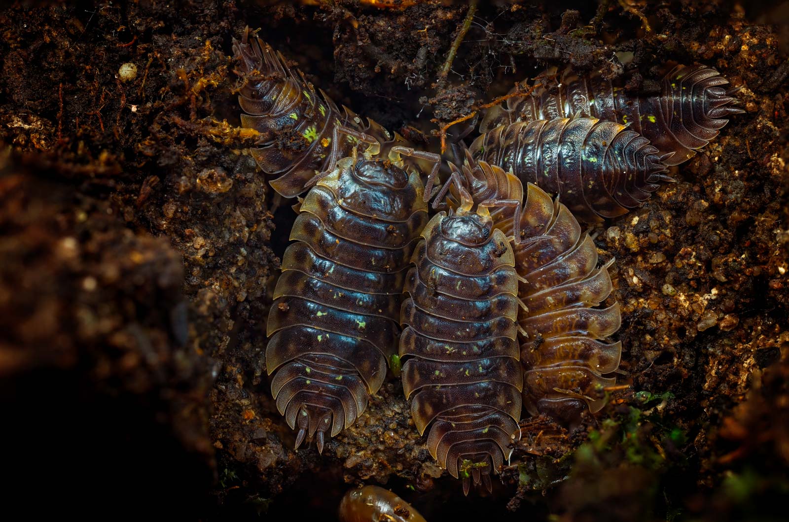 Matt Doogue: Photographing the Unsung Heroes of the Macro World ...