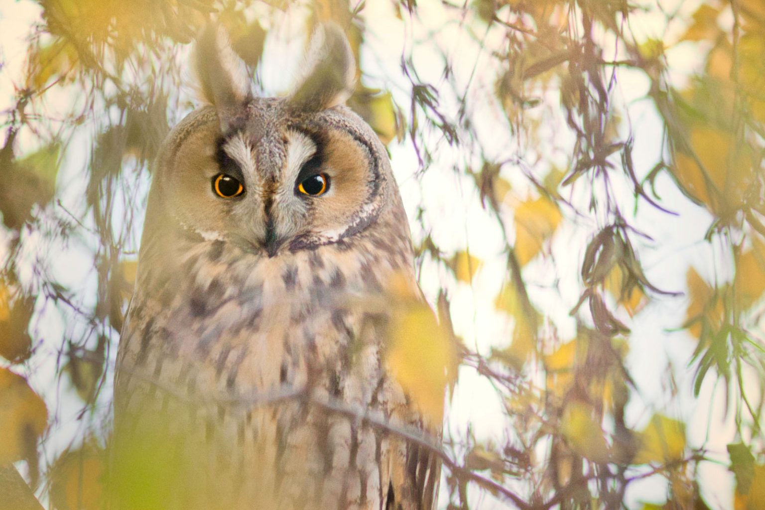 Anton Trexler: A Youthful Take on Wildlife Photography - Nature TTL