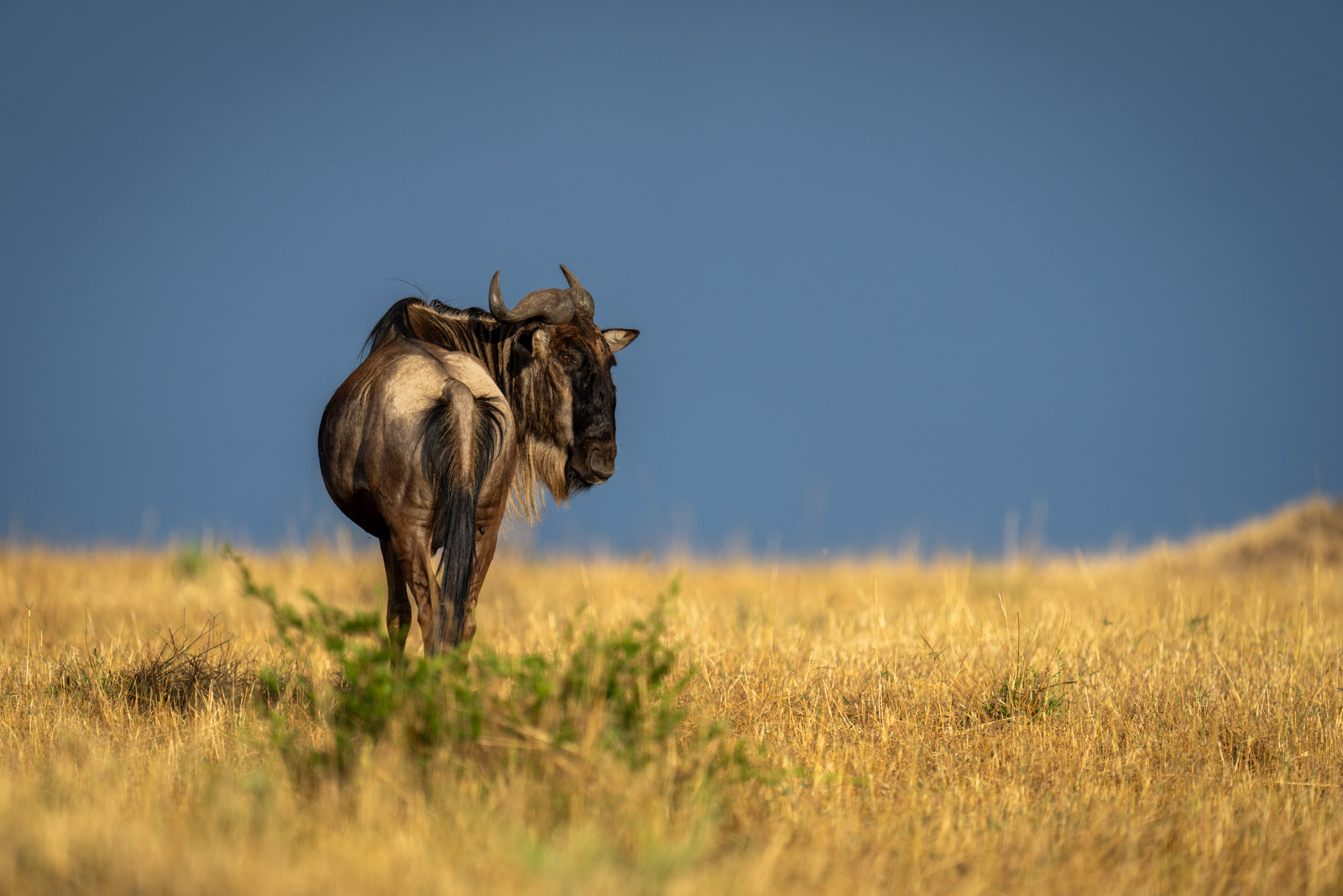 Safari Photography: How to Photograph Groups of Animals - Nature TTL