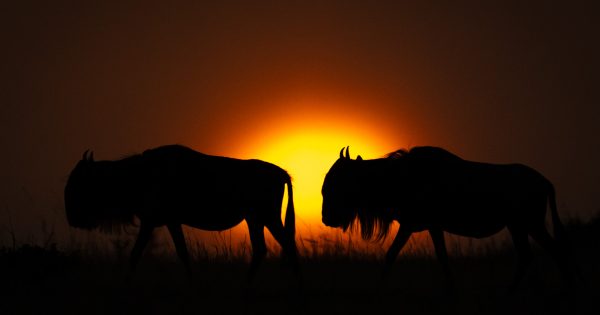 Safari Photography: How to Photograph Groups of Animals - Nature TTL