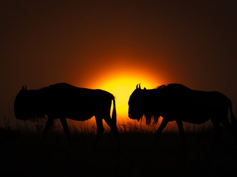 Live Wildlife Cameras You Can Watch During Lockdown - Nature TTL