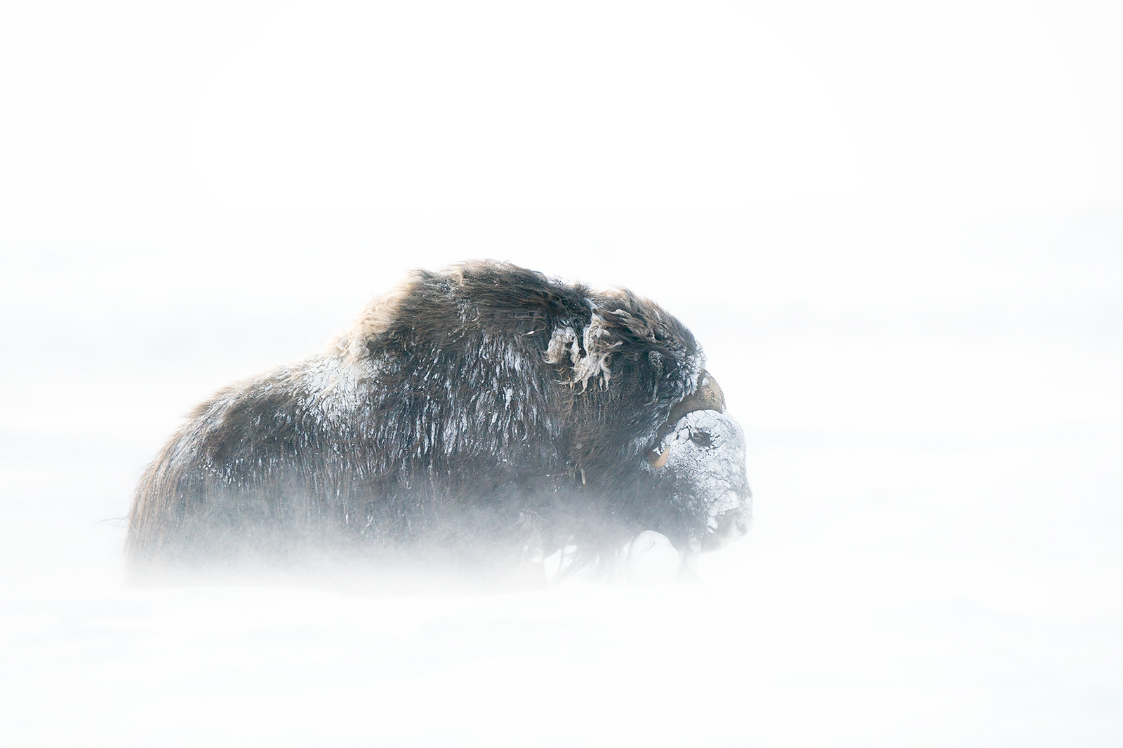 Arctic Sentinels: Muskoxen Unveil Climate Change Realities - Nature TTL