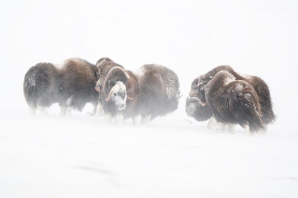 Arctic Sentinels: Muskoxen Unveil Climate Change Realities - Nature TTL